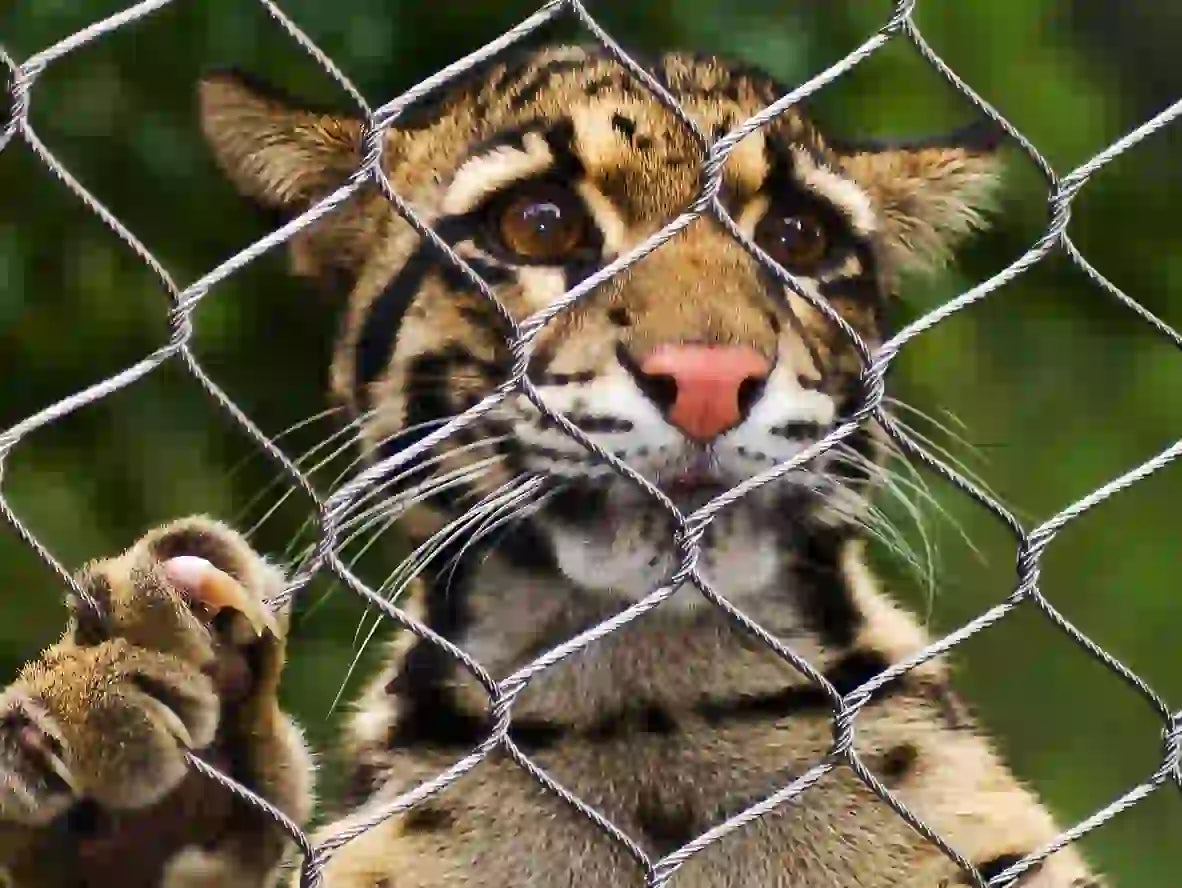 Tiger Enclosure Mesh 4' x 60' Rolls 3" x 3" x 1/8" Zoo Mesh For Tiger ...